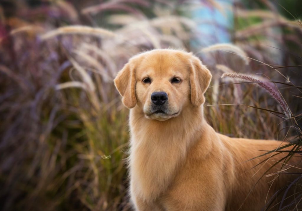 About Us – GoldRox Goldens