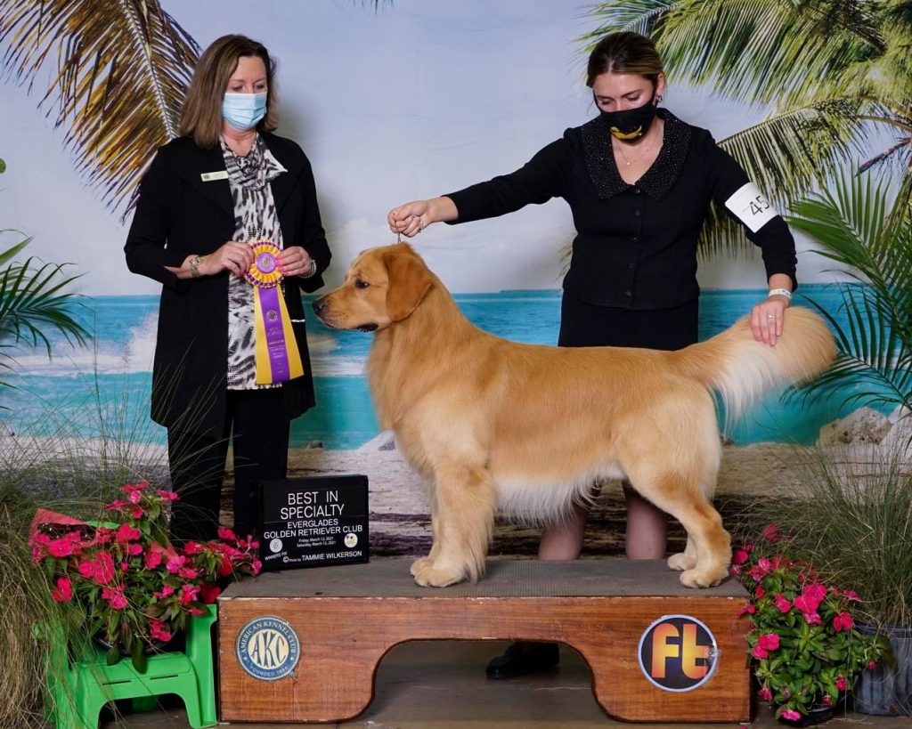 Champions – GoldRox Goldens