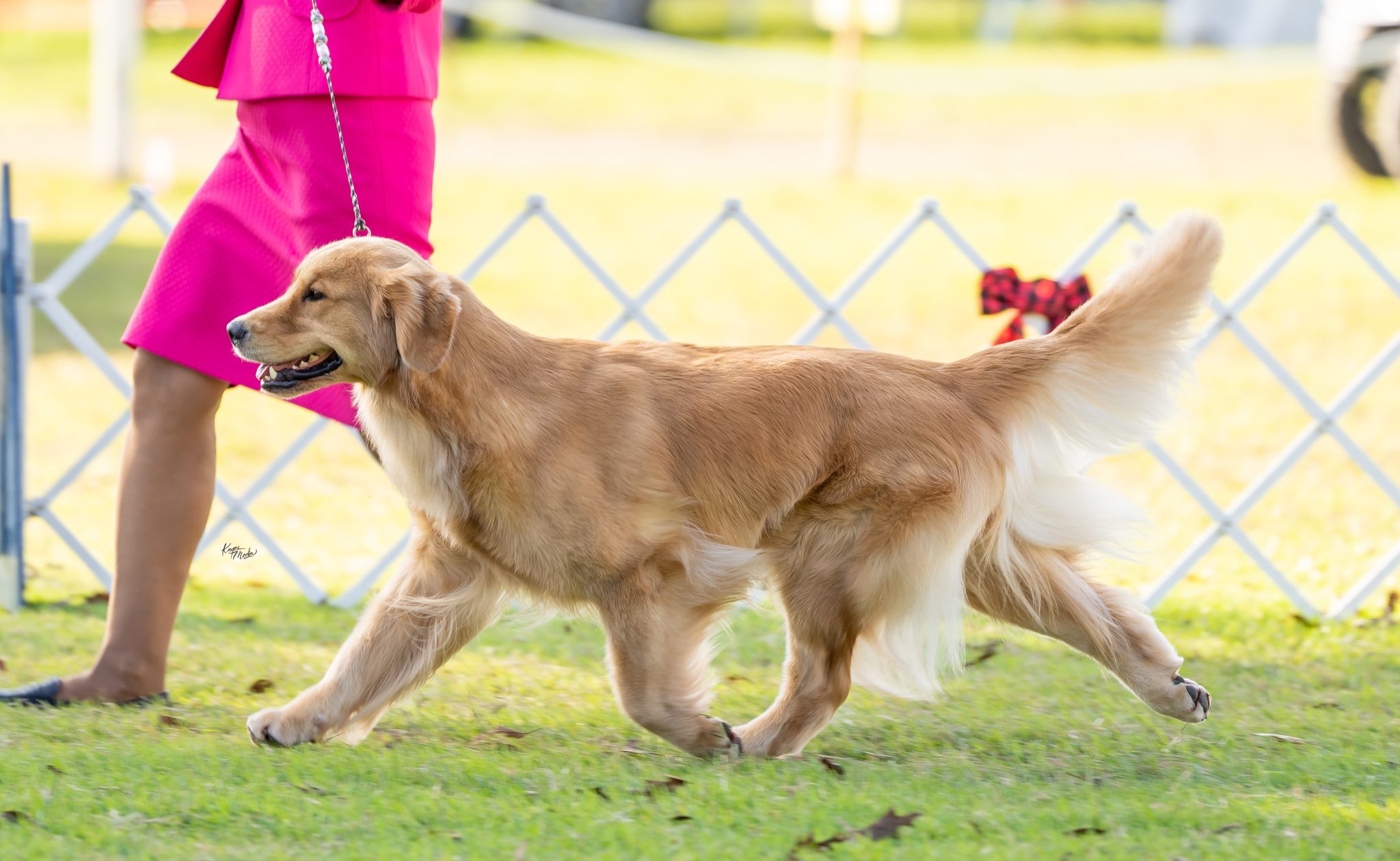 Puppies – GoldRox Goldens